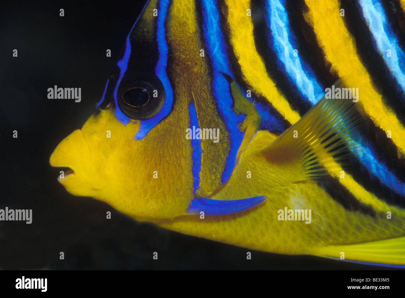 Regal Angelfish, Pygoplites diacanthus, Ras Mohammed, Sinai, Red Sea ...