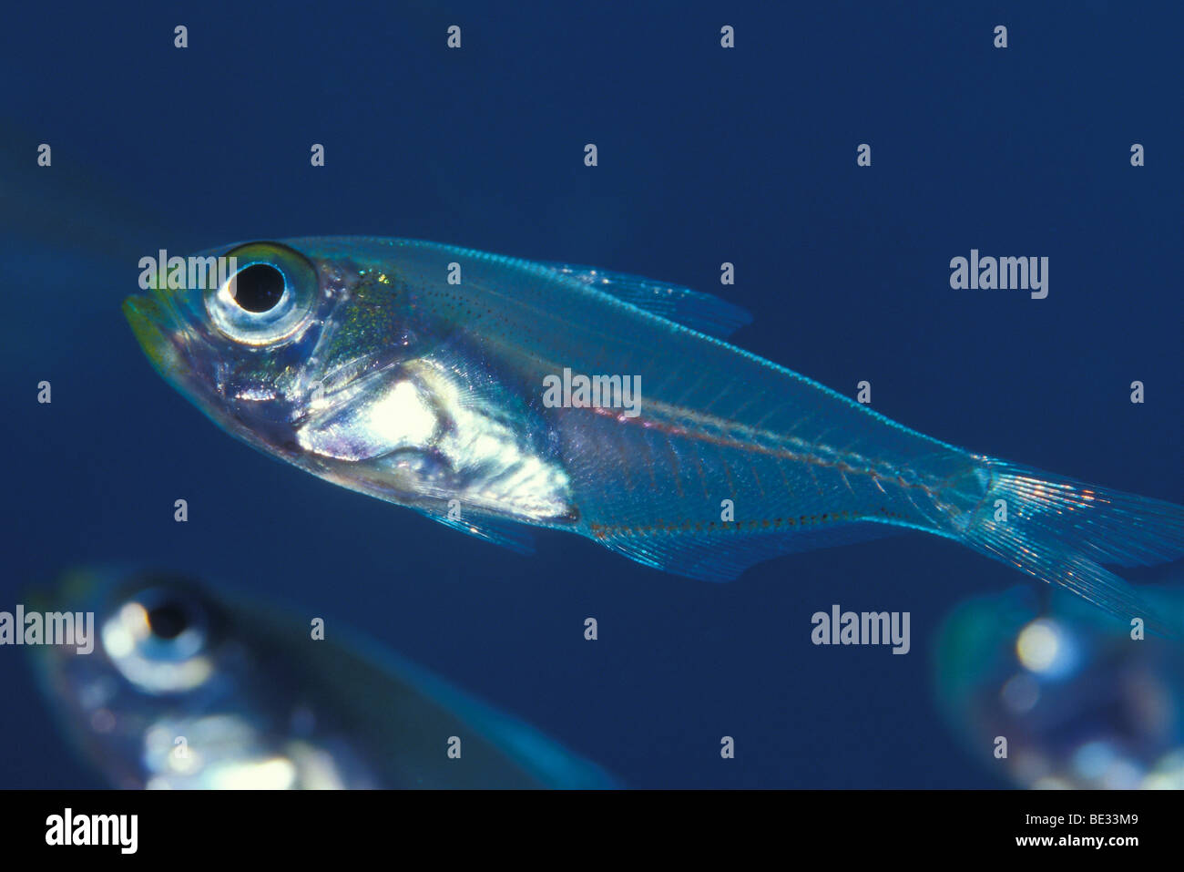 Glass Pygmy Sweeper, Parapriacanthus, Ras Mohammed, Sinai, Red Sea ...