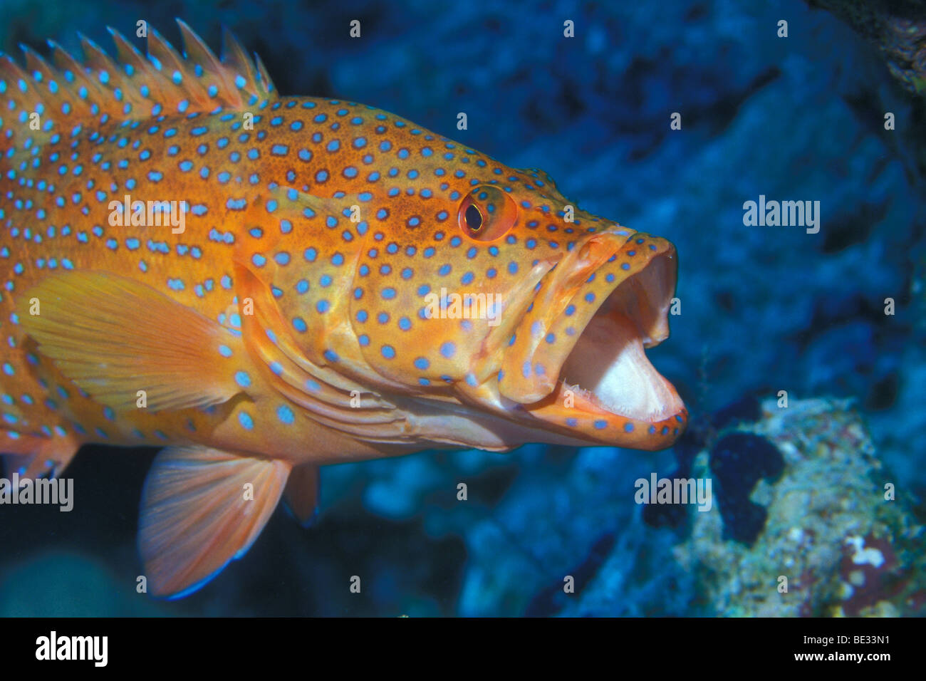 Coral Grouper open Mouth, Cephalopholis miniatus, Sharm el Sheikh ...