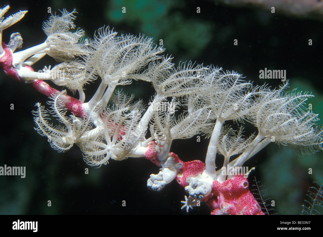 Anthelia Coral