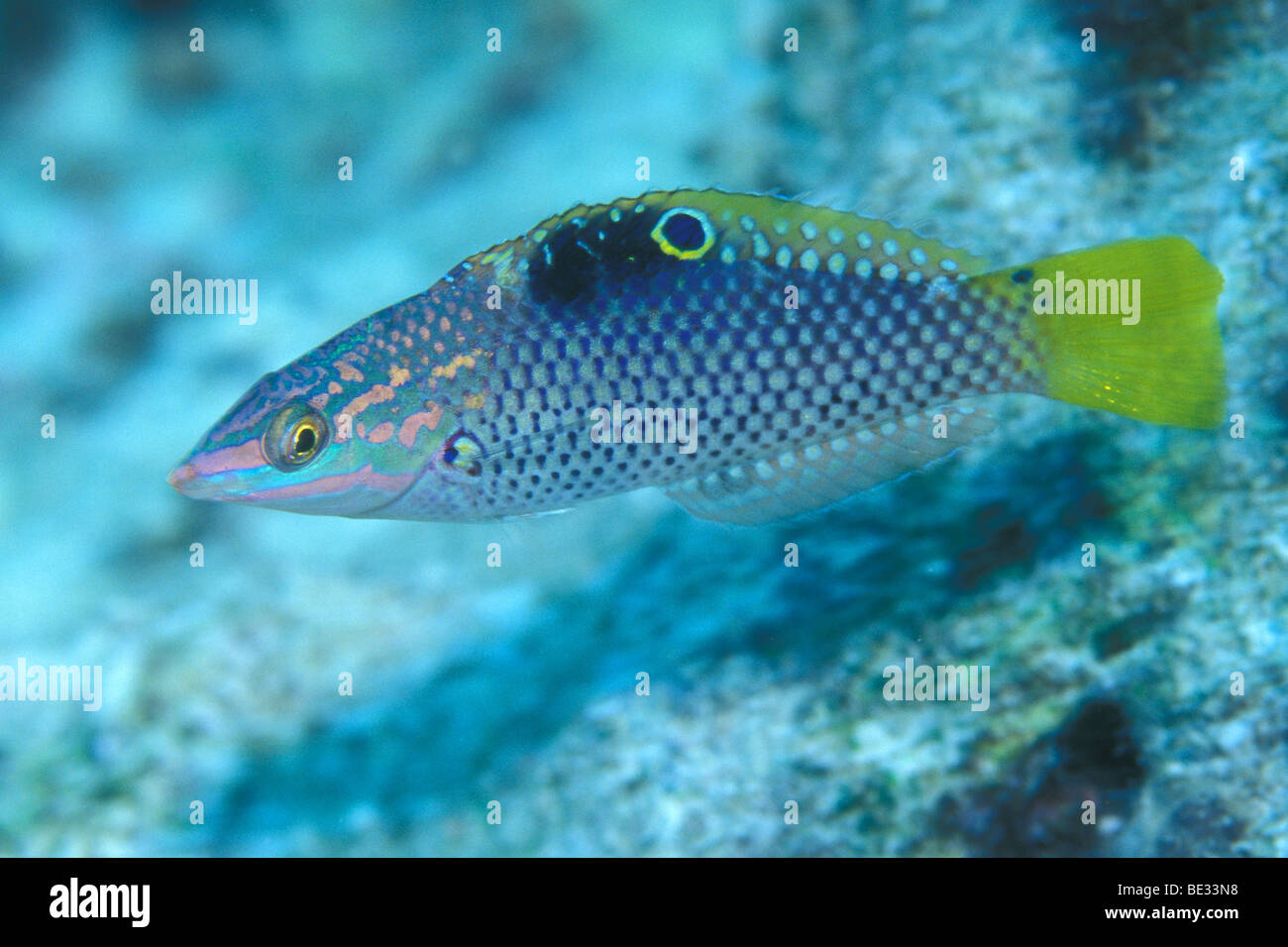 Checkerboard Wrasse, Halichoeres hortulanus, Nuweiba, Sinai, Red Sea ...