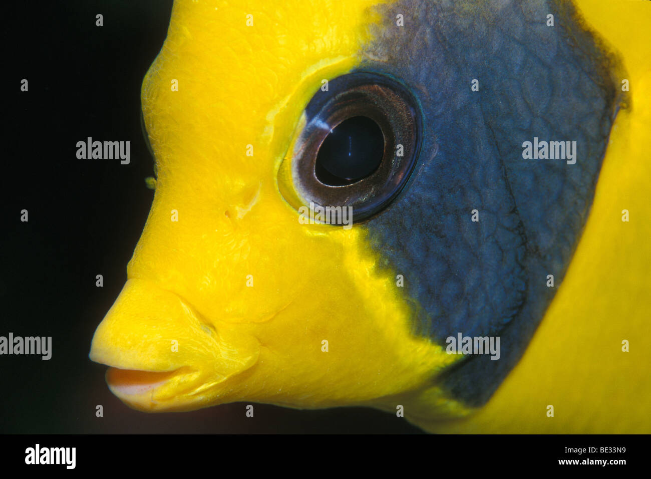 Masked Butterflyfish, Chaetodon semilavatus, Nuweiba, Sinai, Red Sea ...