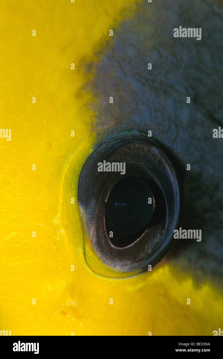 Masked Butterflyfish, Chaetodon semilavatus, Nuweiba, Sinai, Red Sea ...