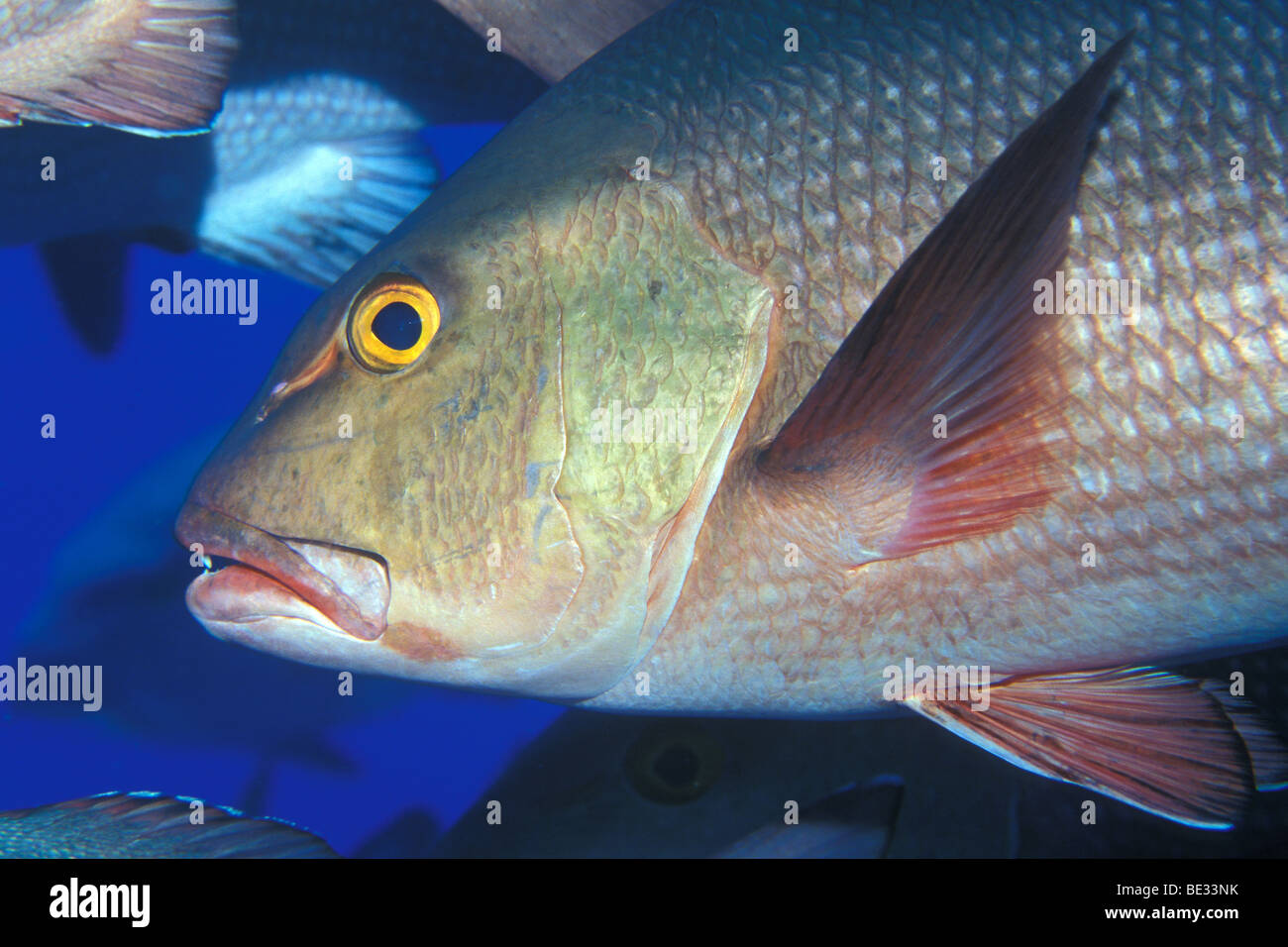 Red Reef Snapper, Lutjanus bohar, Nuweiba, Sinai, Red Sea, Egypt Stock ...