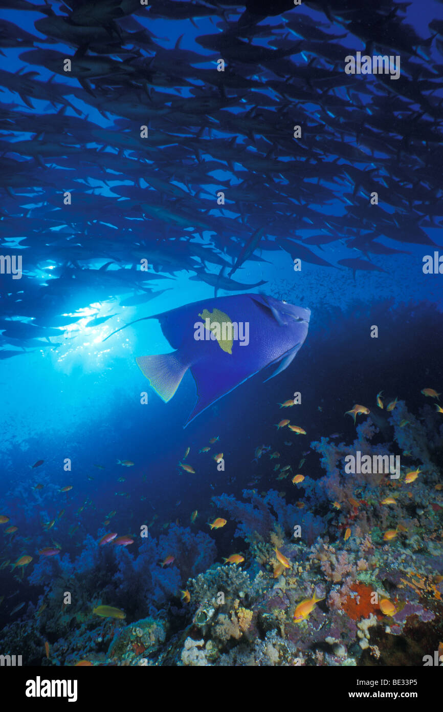 Moon Angelfish and Shoal of Red Reef Snapper, Pomacanthus maculosus ...