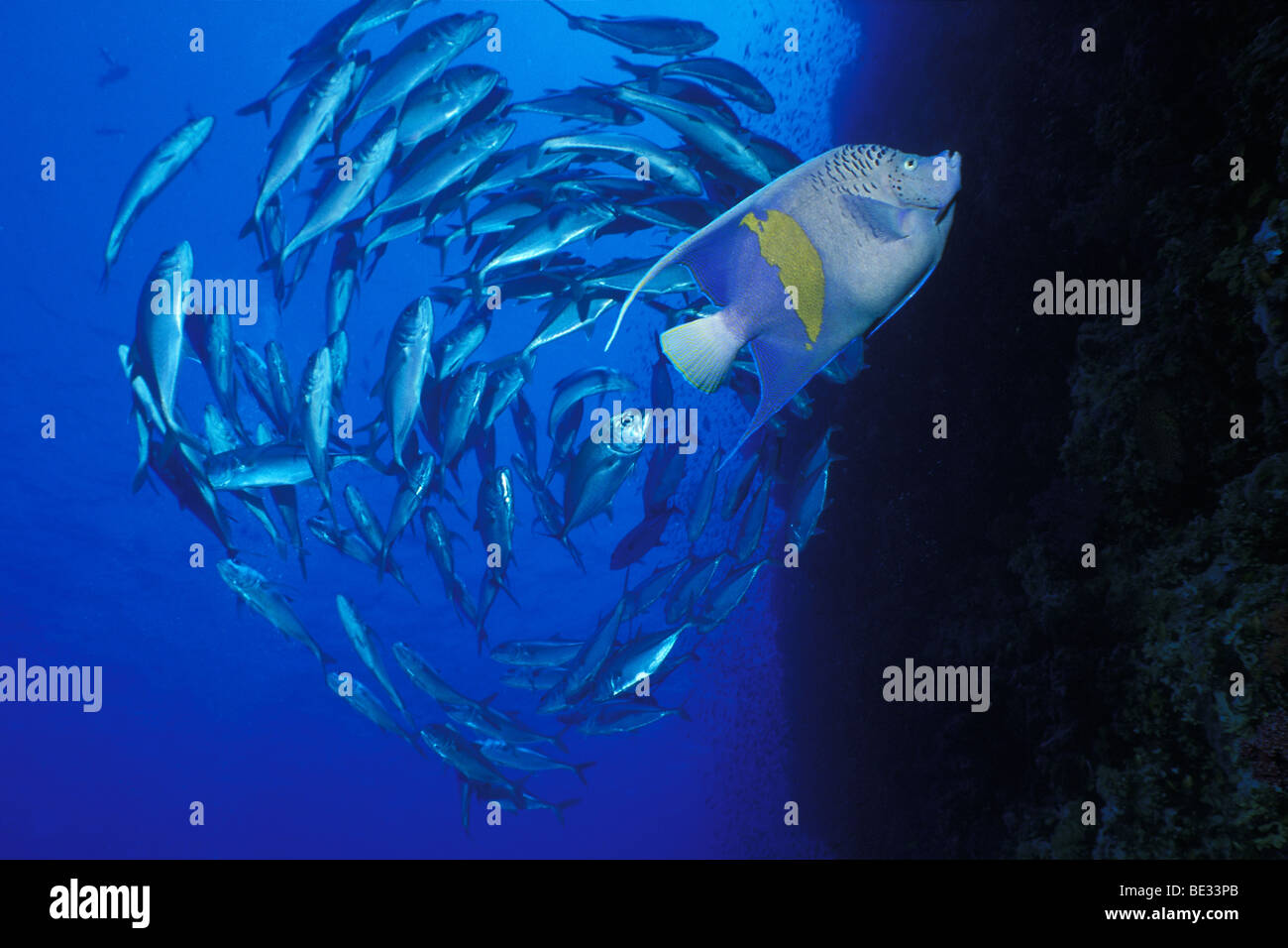 Moon angelfish hi-res stock photography and images - Alamy