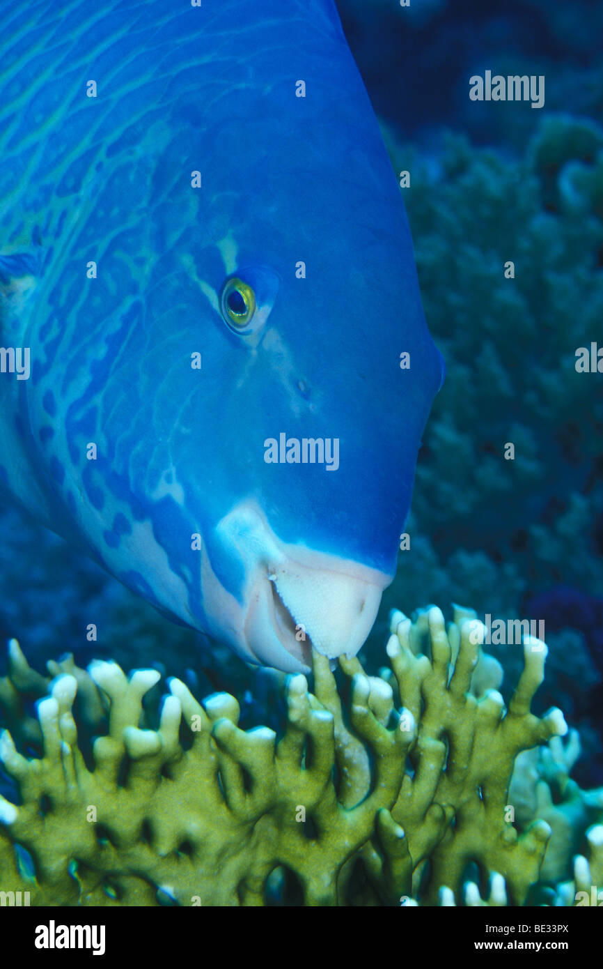 Parrot fish eat coral hi-res stock photography and images - Alamy
