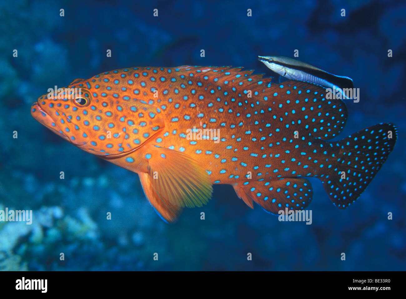 Cleaner Wrasse Grouper High Resolution Stock Photography and Images - Alamy