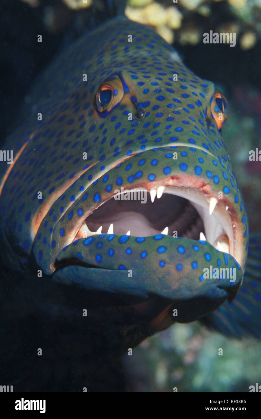 Plectropomus Pessuliferus Marisrubri High Resolution Stock Photography ...