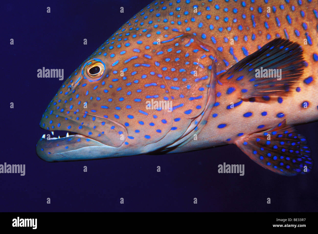 Red Sea Leopard-Zackenbarsch, Plectropomus pessuliferus marisrubri ...