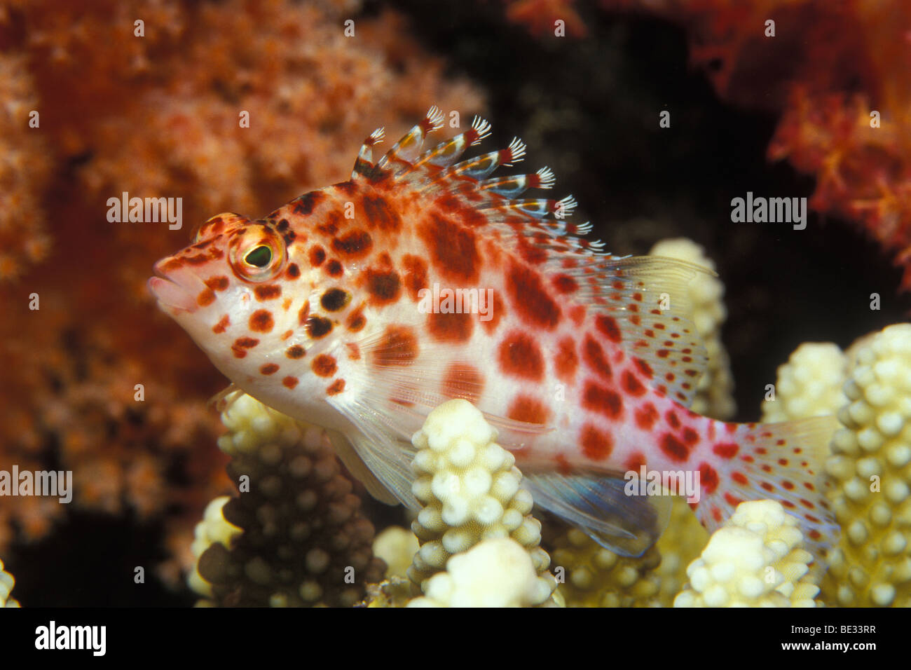 Pixy Hawkfish, Cirrhitichthys oxycephalus, Ras Mohammed, Sinai, Red Sea, Egypt Stock Photo - Alamy