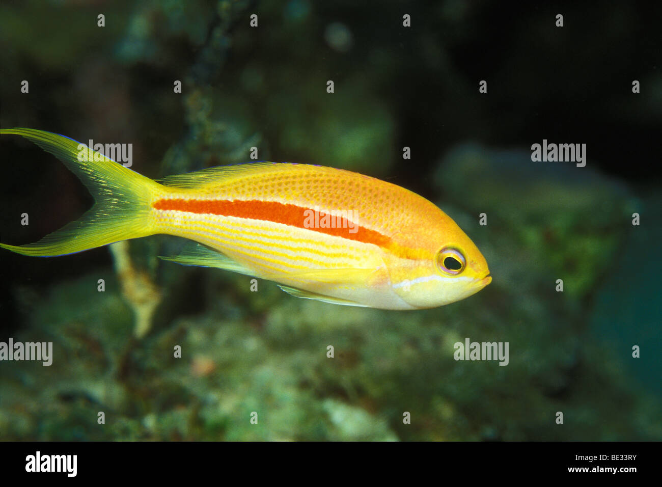 Striped Anthias, Pseudanthias fasciatus, Ras Mohammed, Sinai, Red Sea, Egypt Stock Photo - Alamy