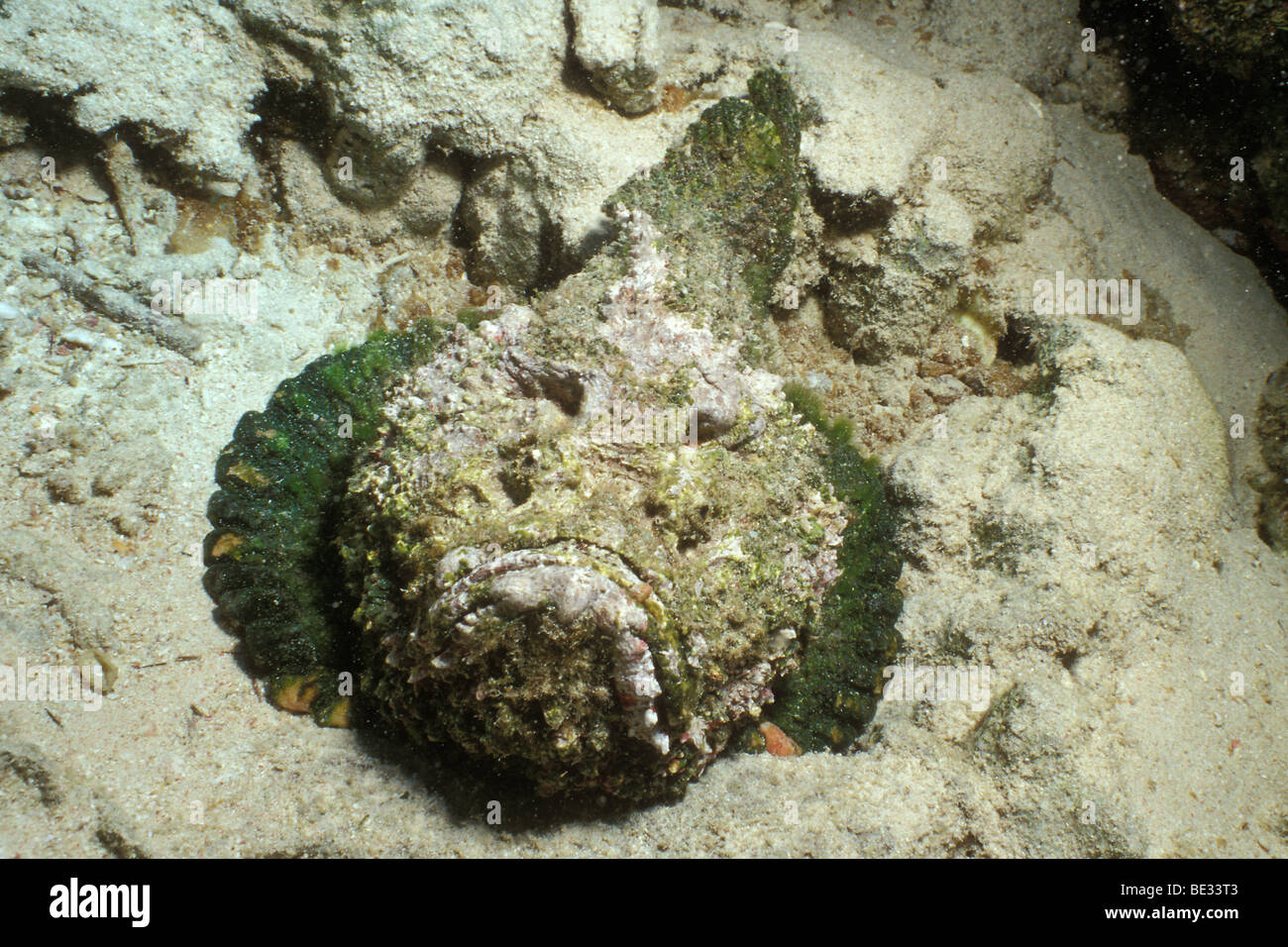 Stonefish, Synanceia verrucosa, Sharm el Sheikh, Sinai, Red Sea, Egypt ...