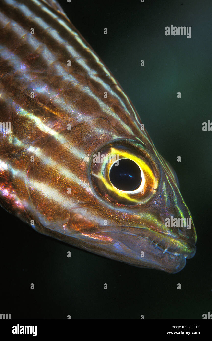 Large-toothed Cardinalfish, Chilodipterus macrodon, Dahab, Sinai, Red ...