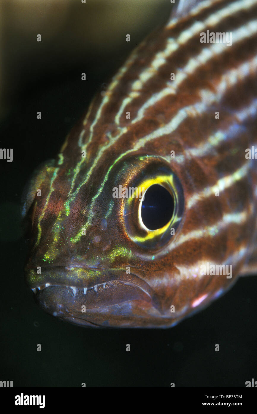 Toothed aquatic hi-res stock photography and images - Alamy