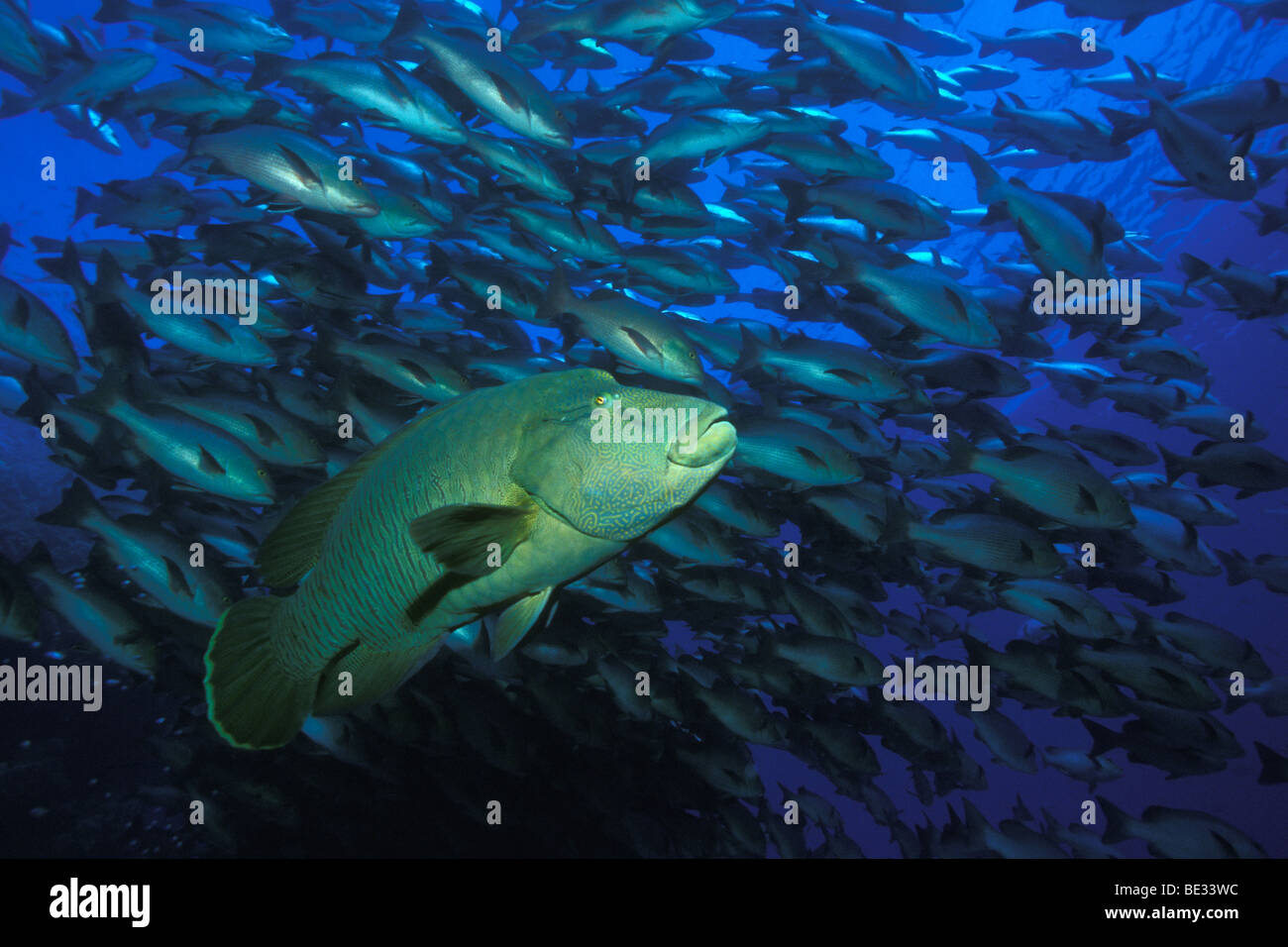 Napoleon Humpback Wrasse an Red Reef Snapper, Cheilinus undulatus ...