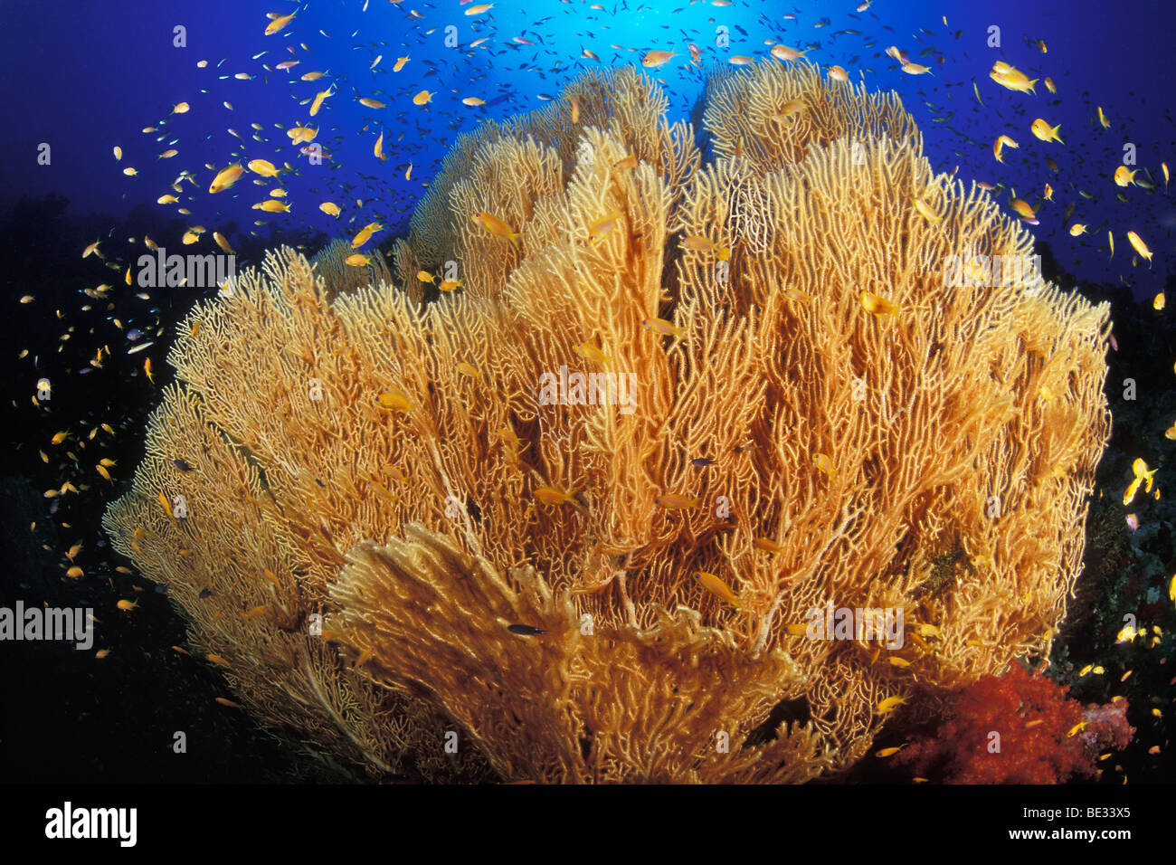 Gorgonian fan hi-res stock photography and images - Alamy