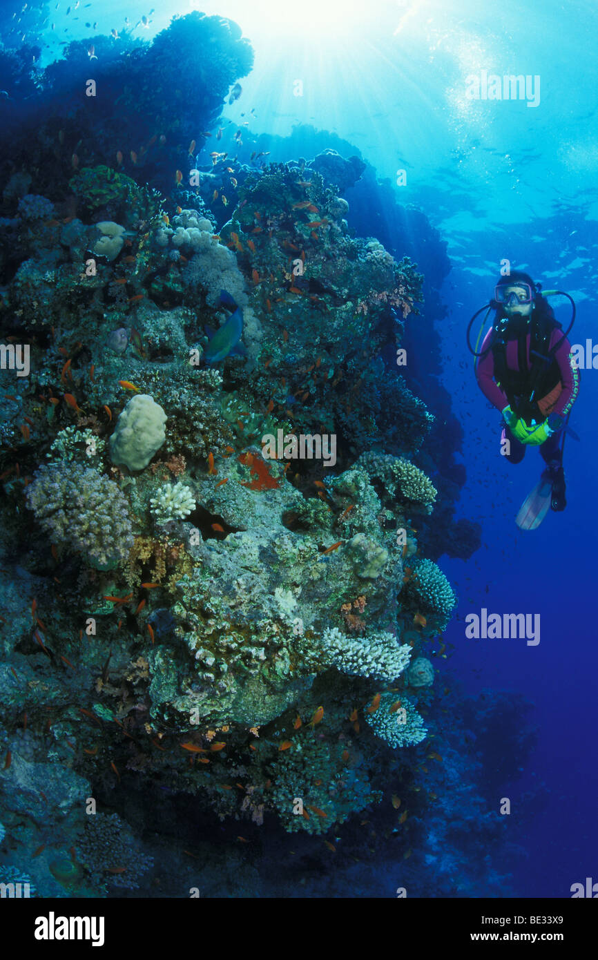 Diving in sharm el sheikh hi-res stock photography and images - Alamy