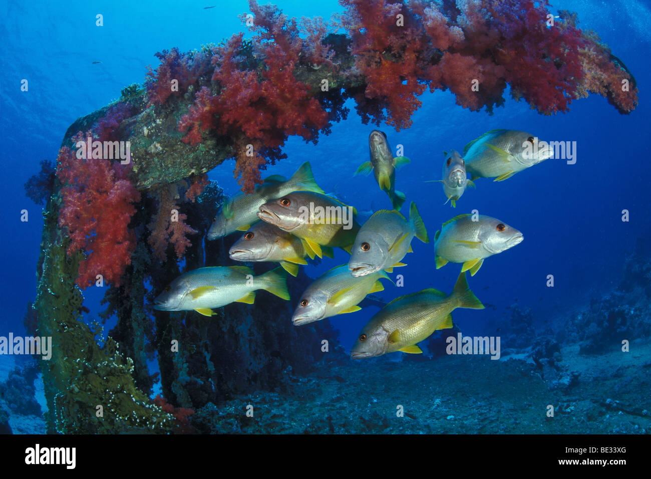One-spot Snapper on Yolanda Wreck, Lutjanus monostigma, Ras Mohammed ...