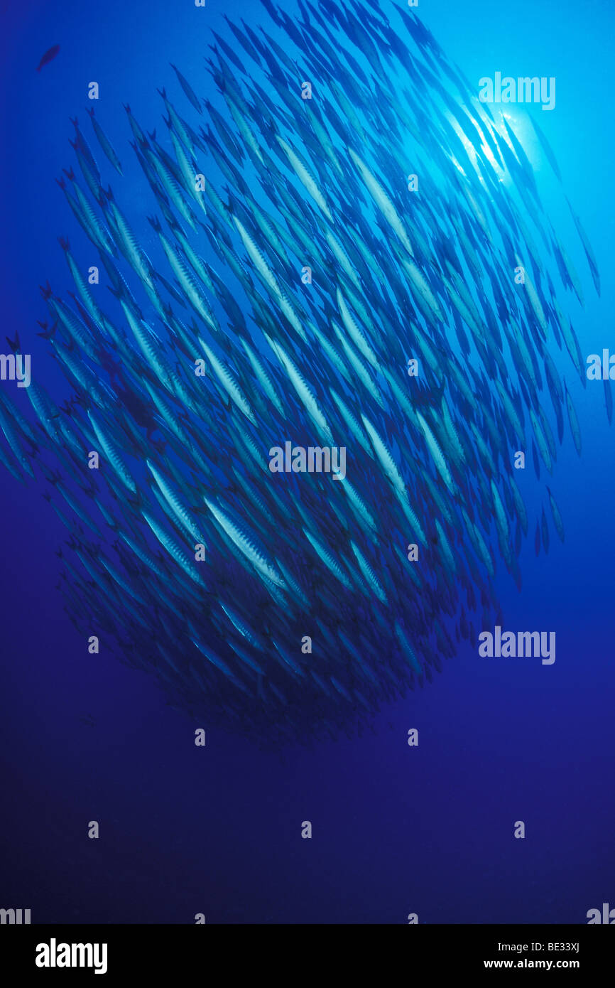 Blackfin Barracuda, Sphyraena qenie, Ras Mohammed, Sinai, Red Sea ...