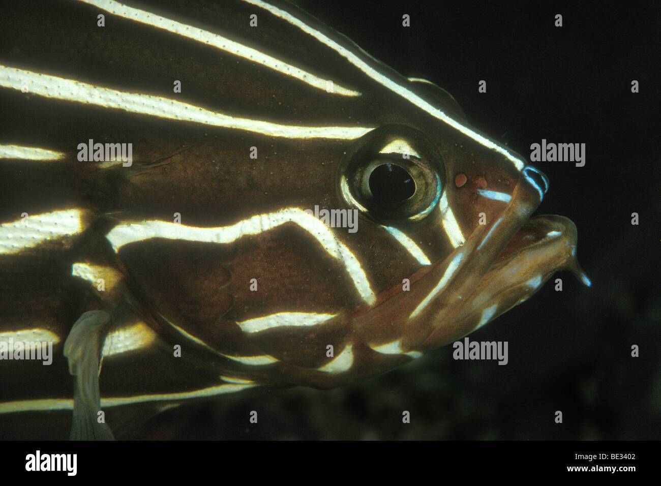 Goldstriped soapfish hi-res stock photography and images - Alamy