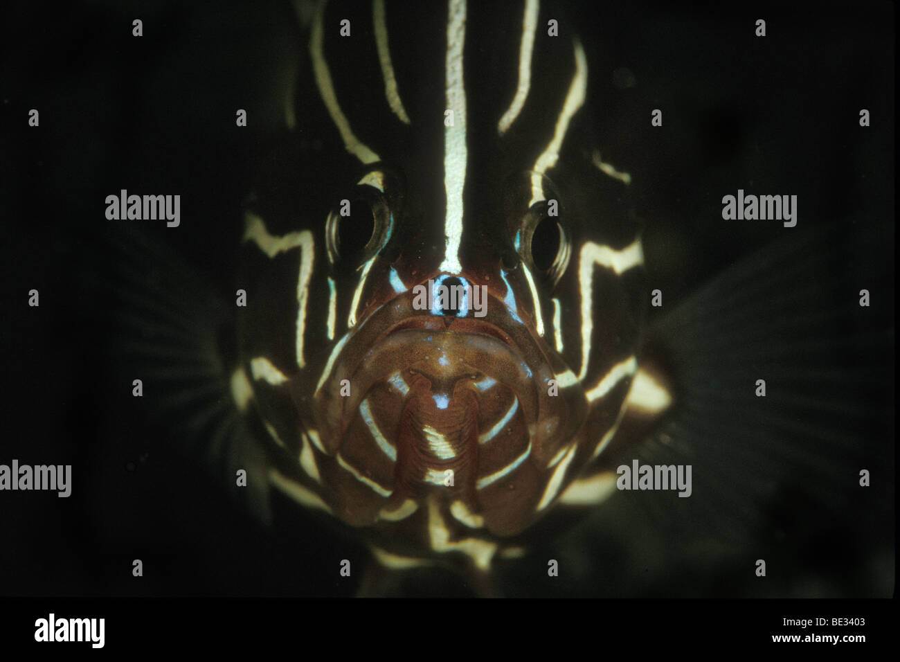 Goldstriped Soapfish High Resolution Stock Photography and Images - Alamy