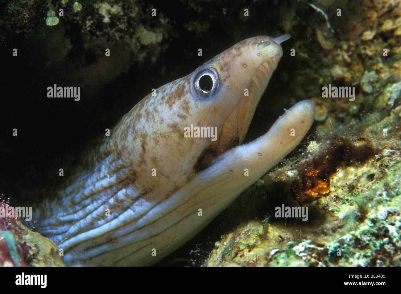 Barred Moray, Echidna polyzona, Dahab, Sinai, Red Sea, Egypt Stock ...