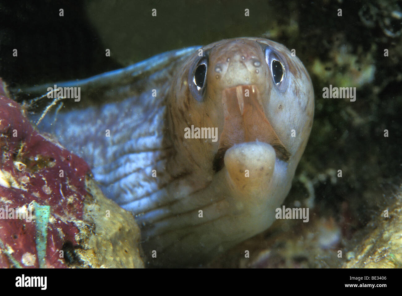 Barred Moray, Echidna polyzona, Dahab, Sinai, Red Sea, Egypt Stock ...
