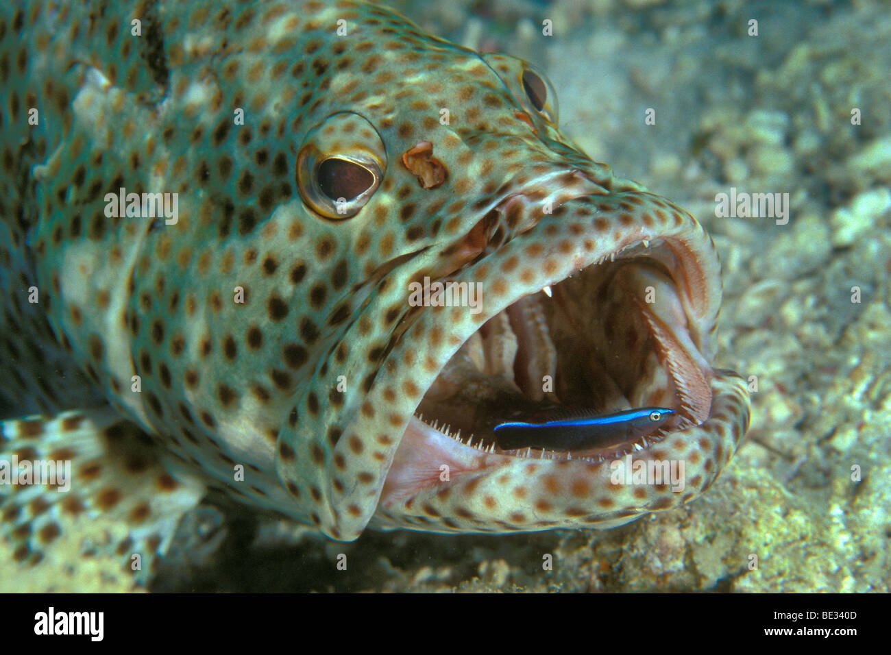 Grouper with Blue Clenaer Wrasse, Larabicus quadrilineatus, Dahab ...
