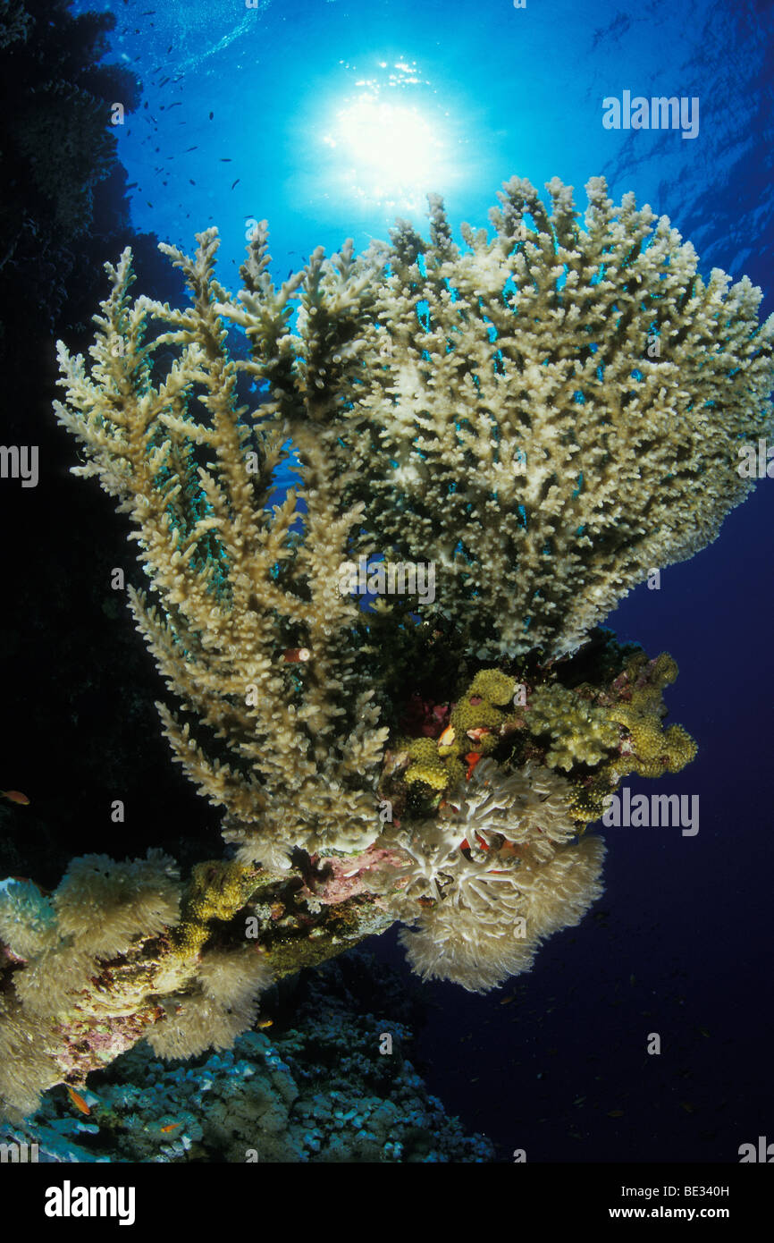 Branching corals acropora sp dahab hi-res stock photography and images ...