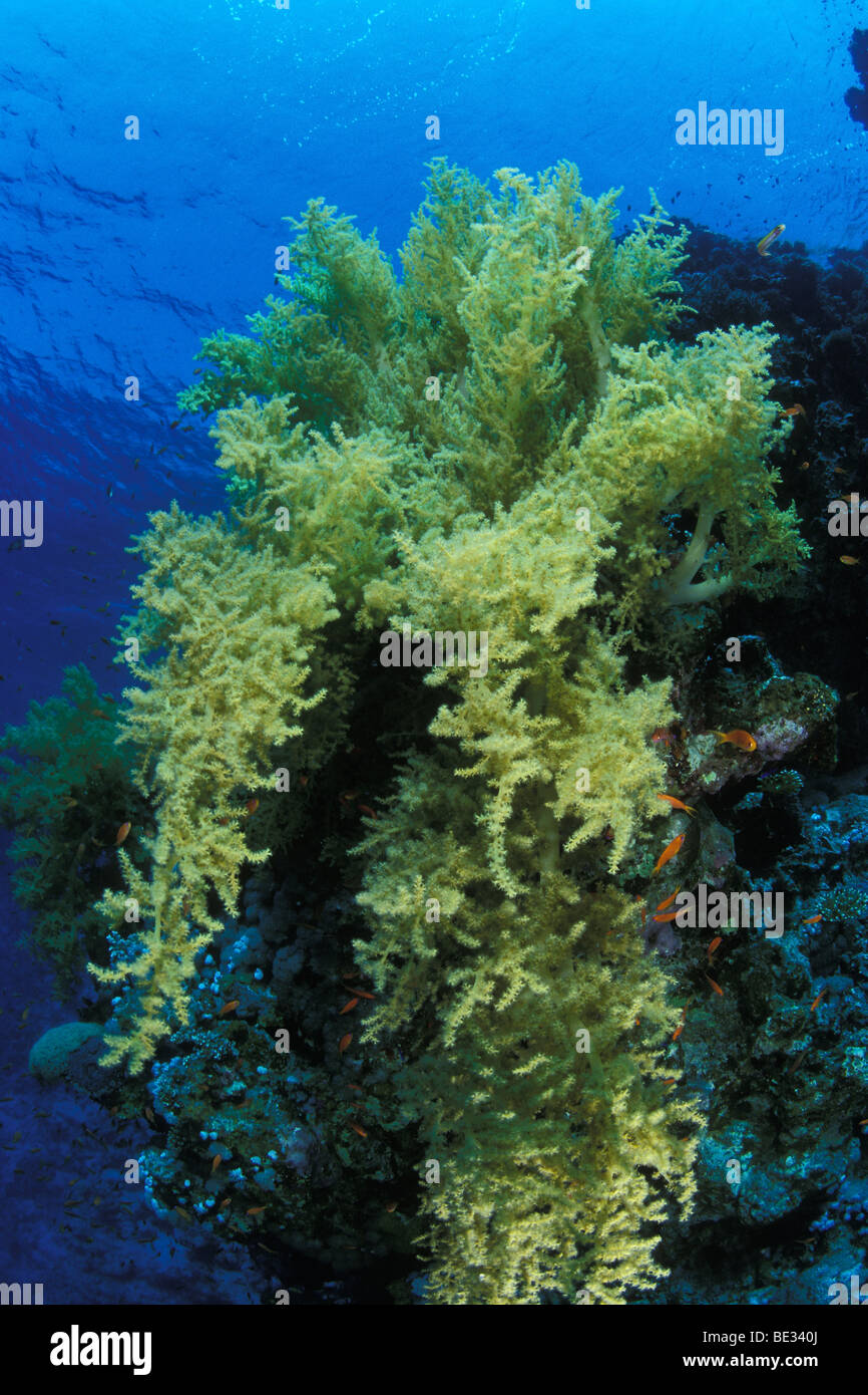 Litophyton africa hi-res stock photography and images - Alamy