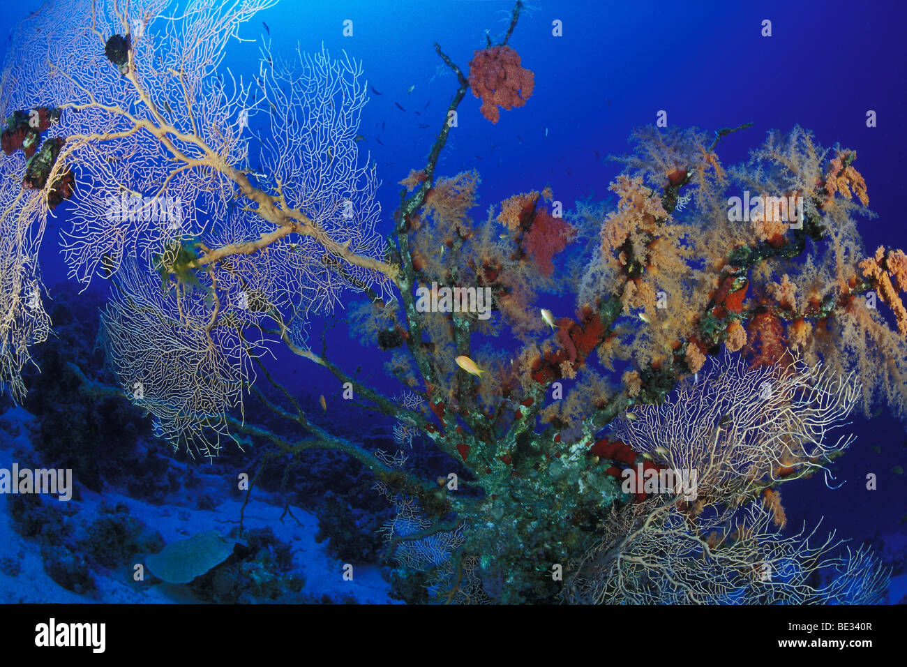 Coral Reef, Dahab, Sinai, Red Sea, Egypt Stock Photo - Alamy