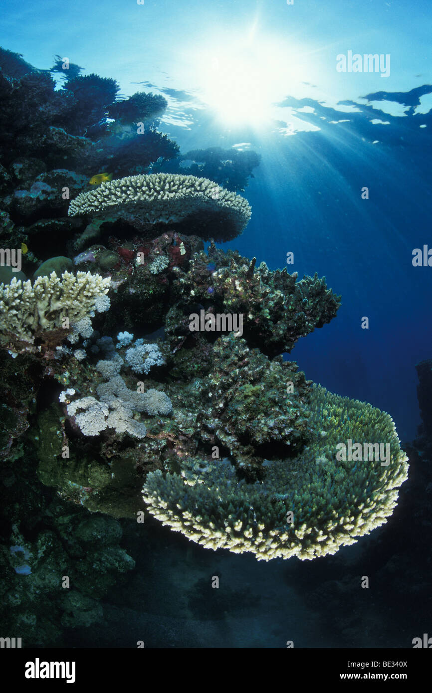Table Corals on Reef, Acropora sp., Dahab, Sinai, Red Sea, Egypt Stock ...