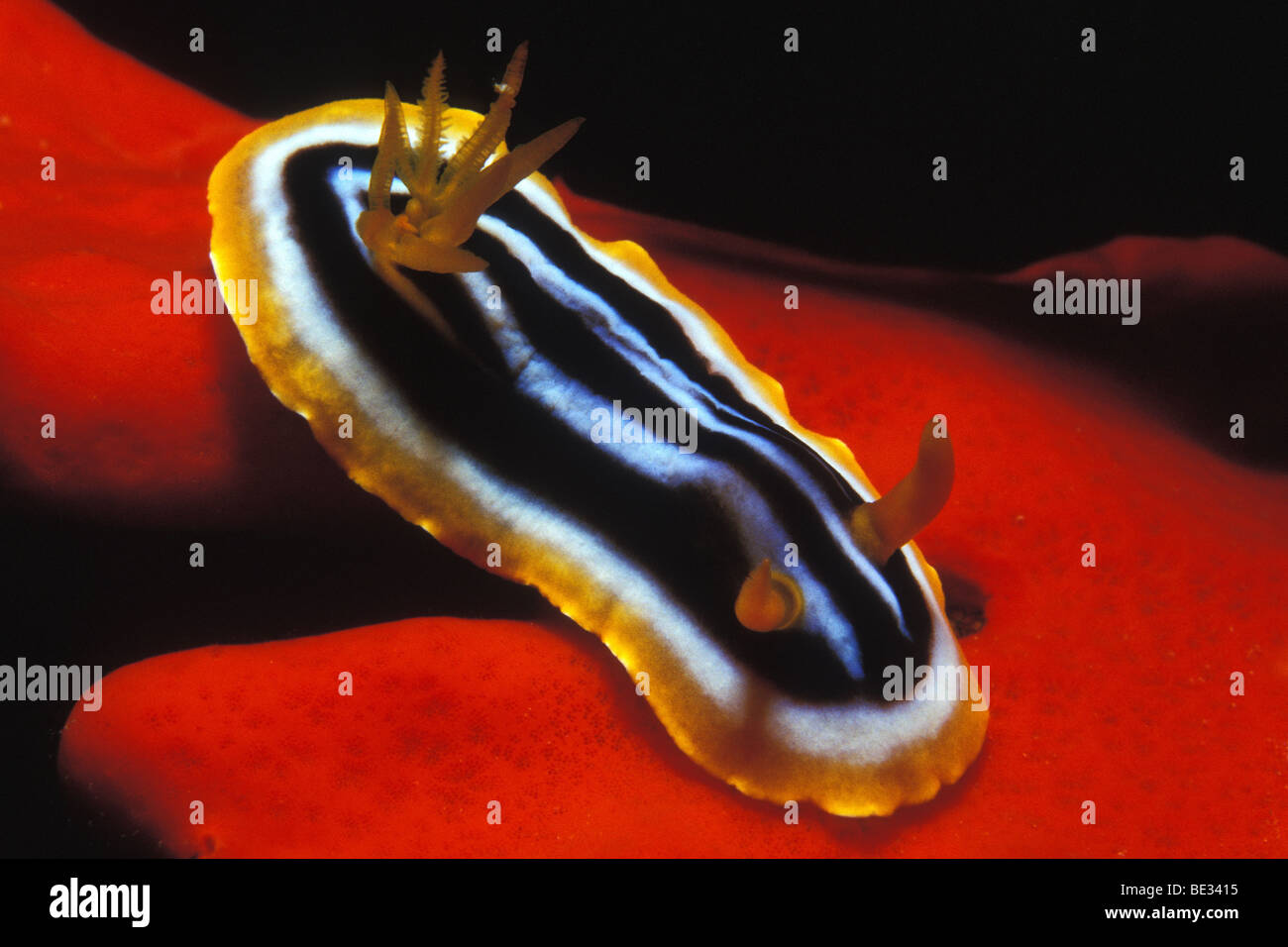 Pyjama Nudibranch, Chromodoris quadricolor, Dahab, Sinai, Red Sea ...