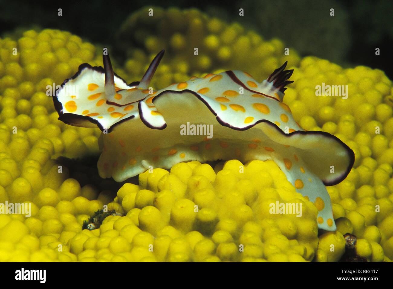 Ringed Nudibranch, Chromodoris annulata, Dahab, Sinai, Red Sea, Egypt ...
