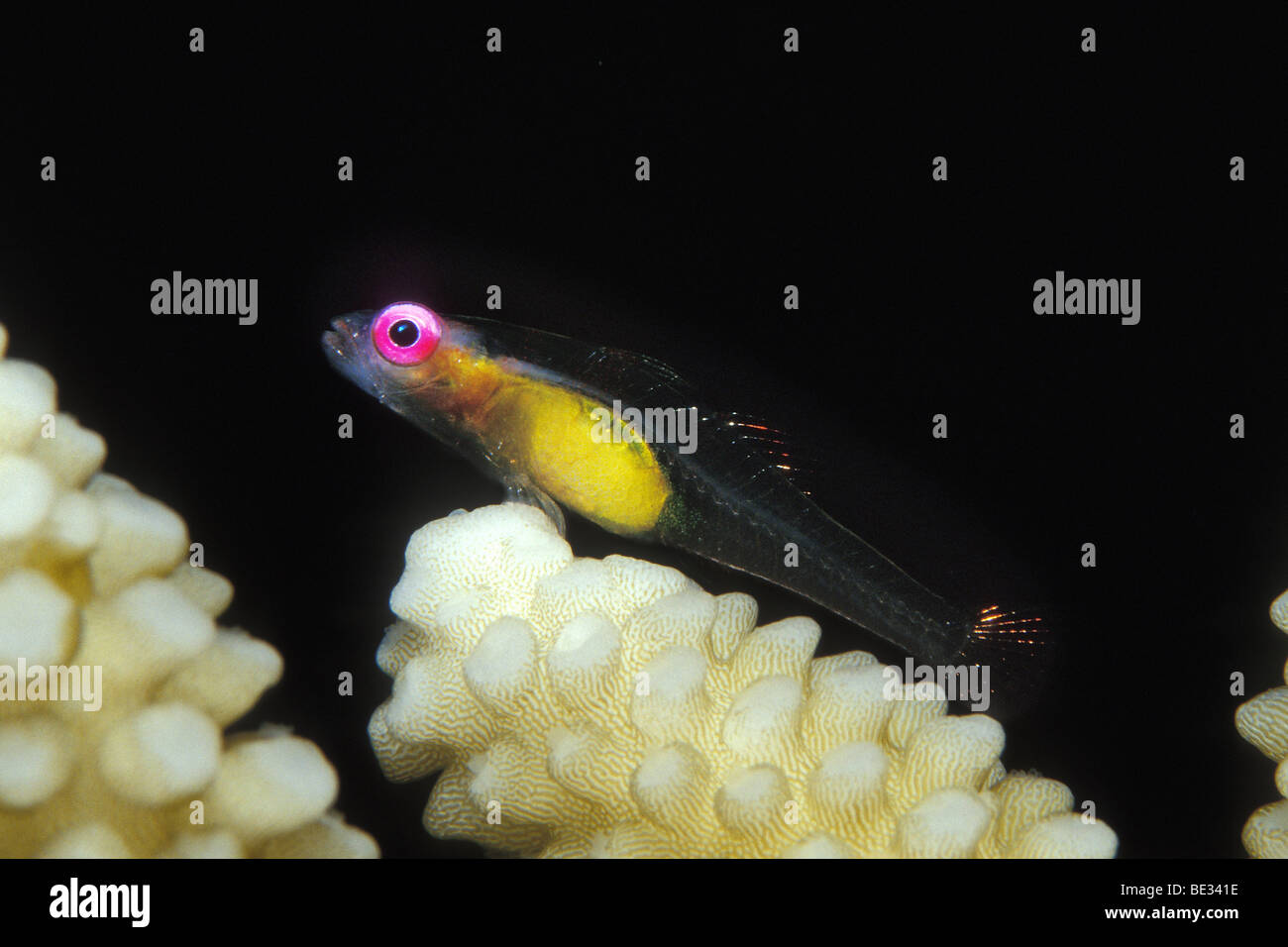 Transparent goby hi-res stock photography and images - Alamy