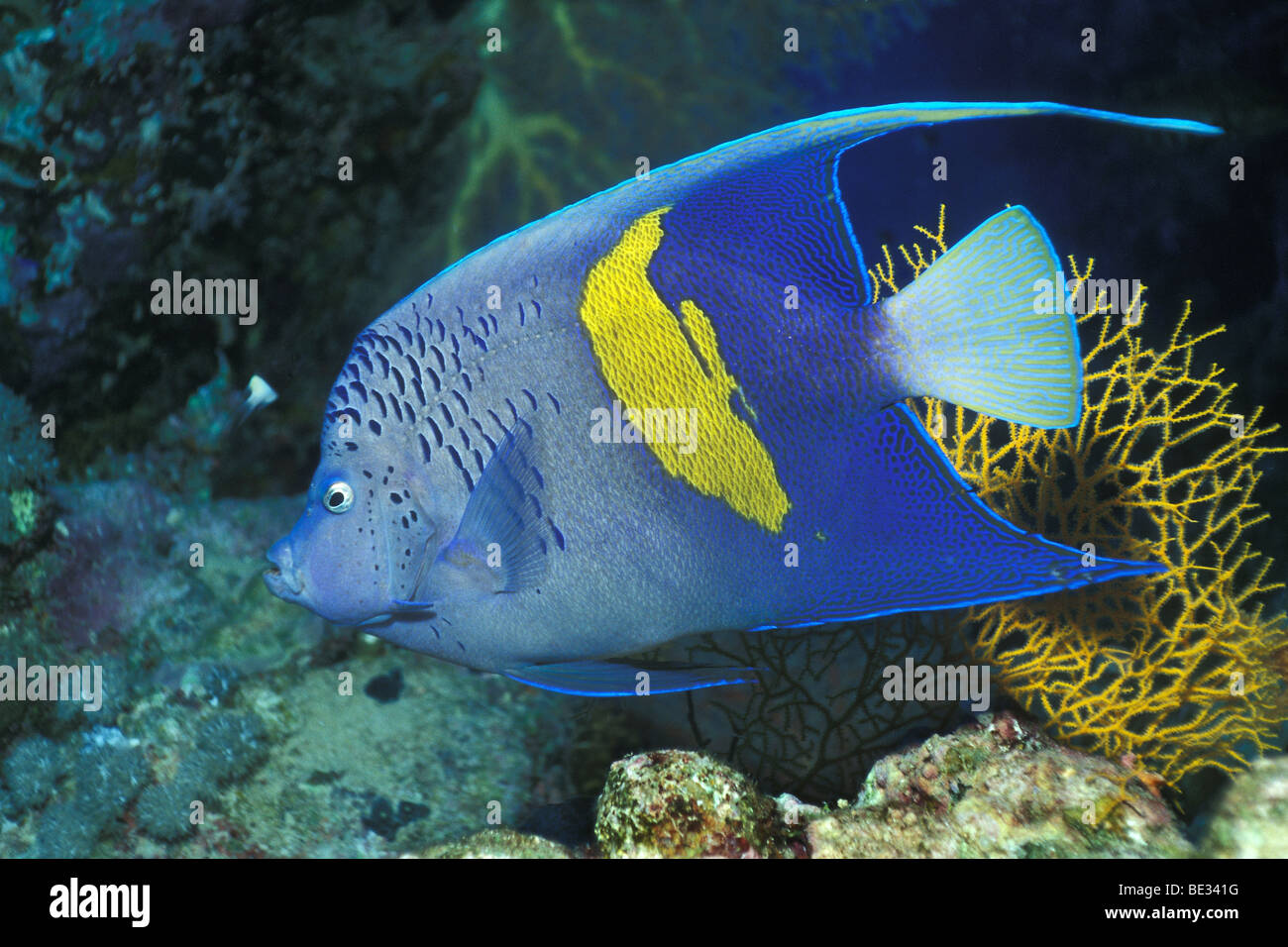 Moon Angelfish, Pomacanthus maculosus, Dahab, Sinai, Red Sea, Egypt ...