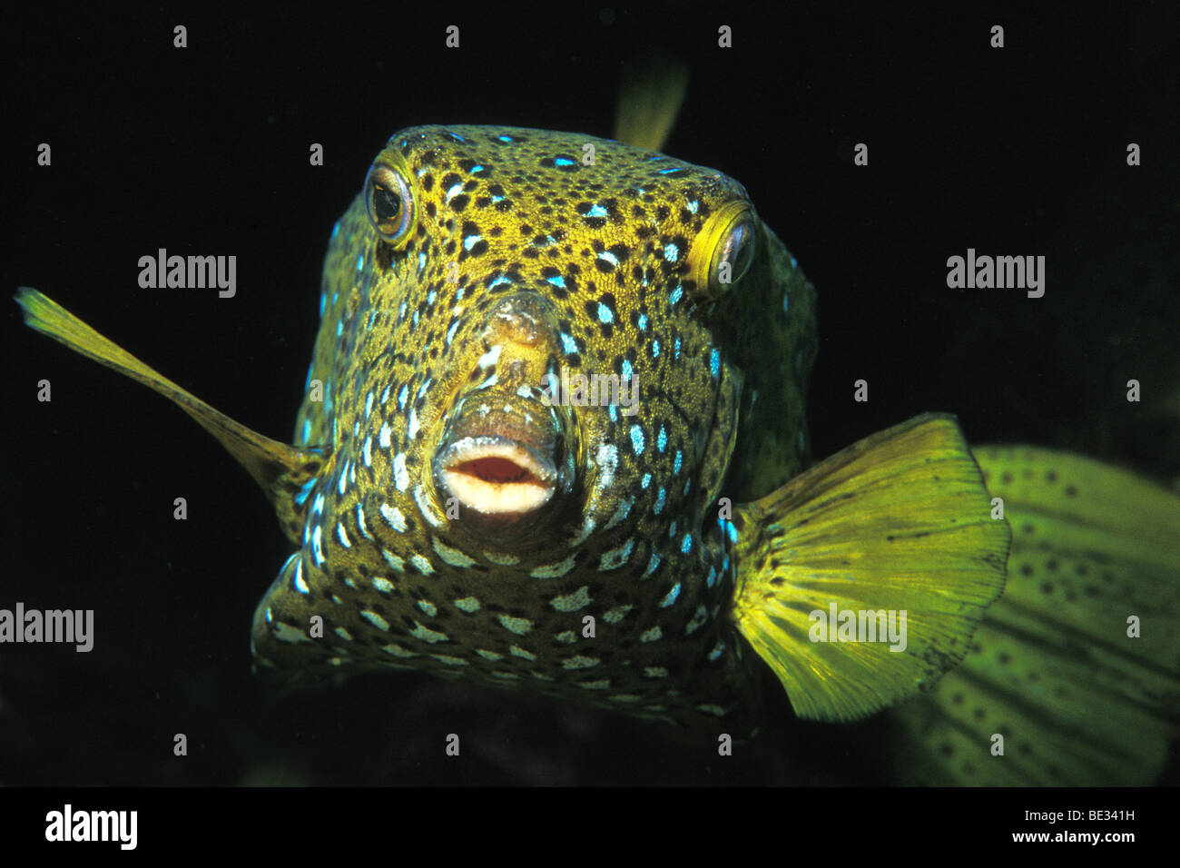 Yellow Boxfish, Ostracion cubicus, Dahab, Sinai, Red Sea, Egypt Stock ...