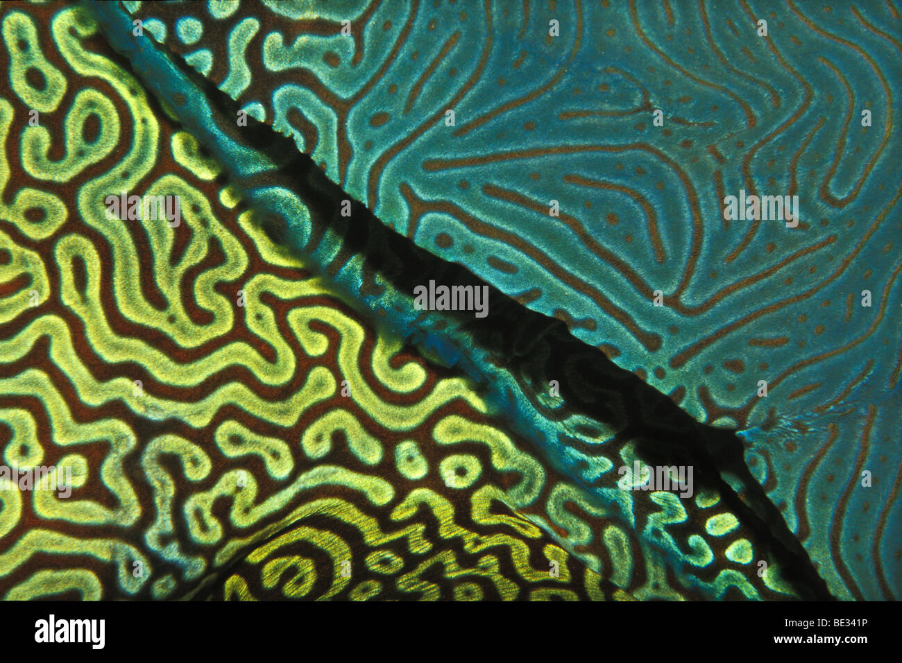 Pattern of Napoleon Wrasse Scales, Cheilinus undulatus, Dahab, Sinai ...