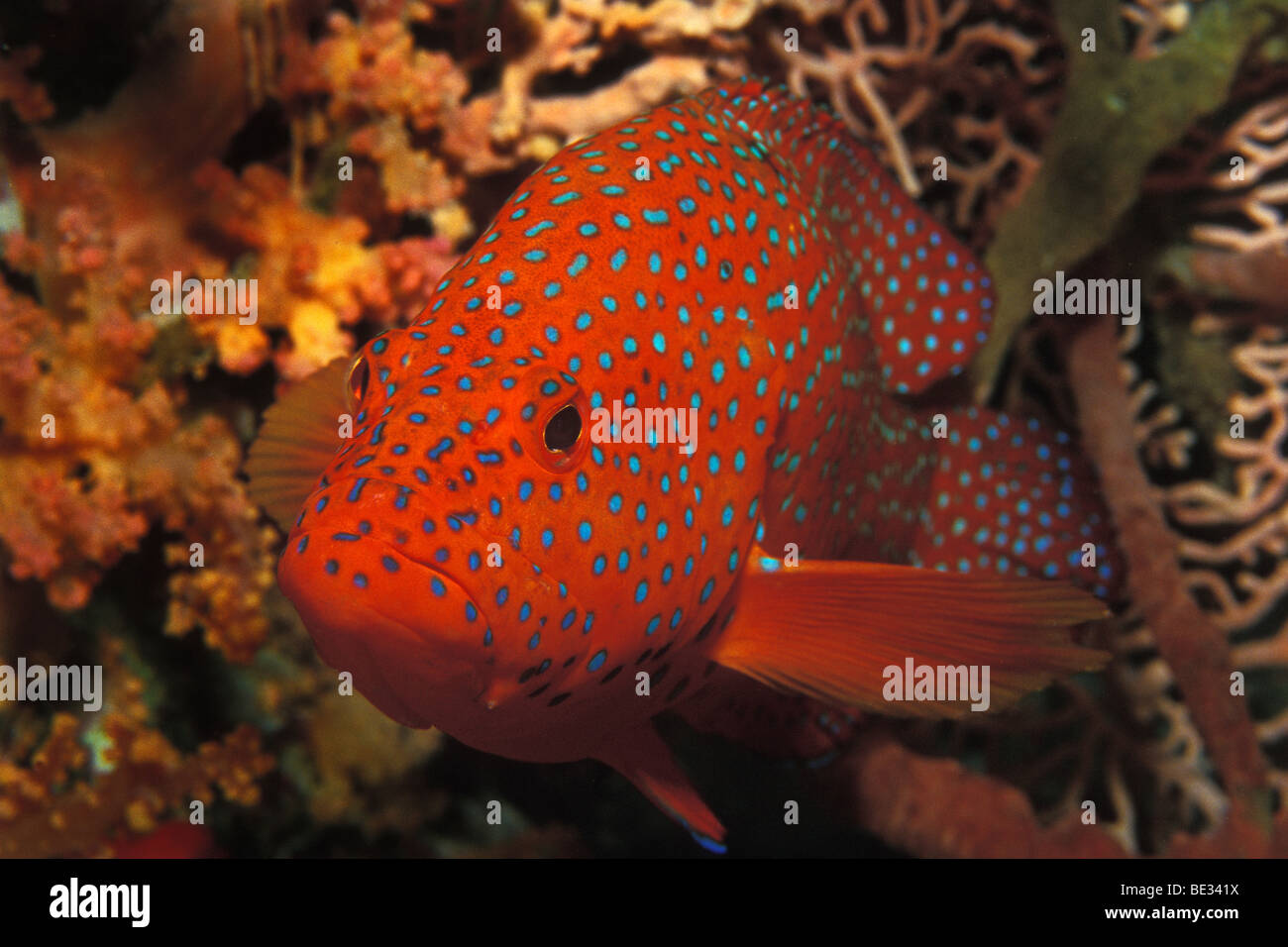 Miniatus hi-res stock photography and images - Alamy