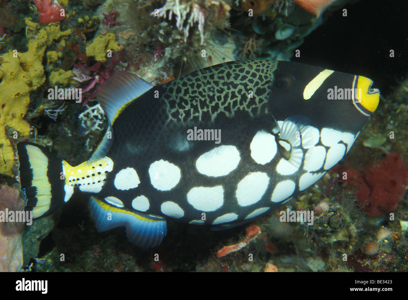 Clown Triggerfish, Balistoides conspicillum, Bunaken, Sulawesi ...