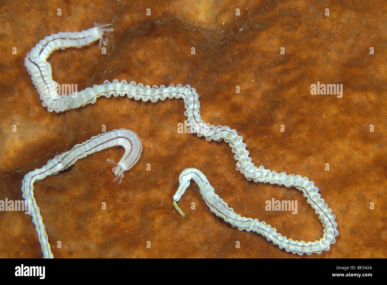 White Snake Sea Cucumber on Sponge, Synapta sp., Bunaken, Sulawesi ...