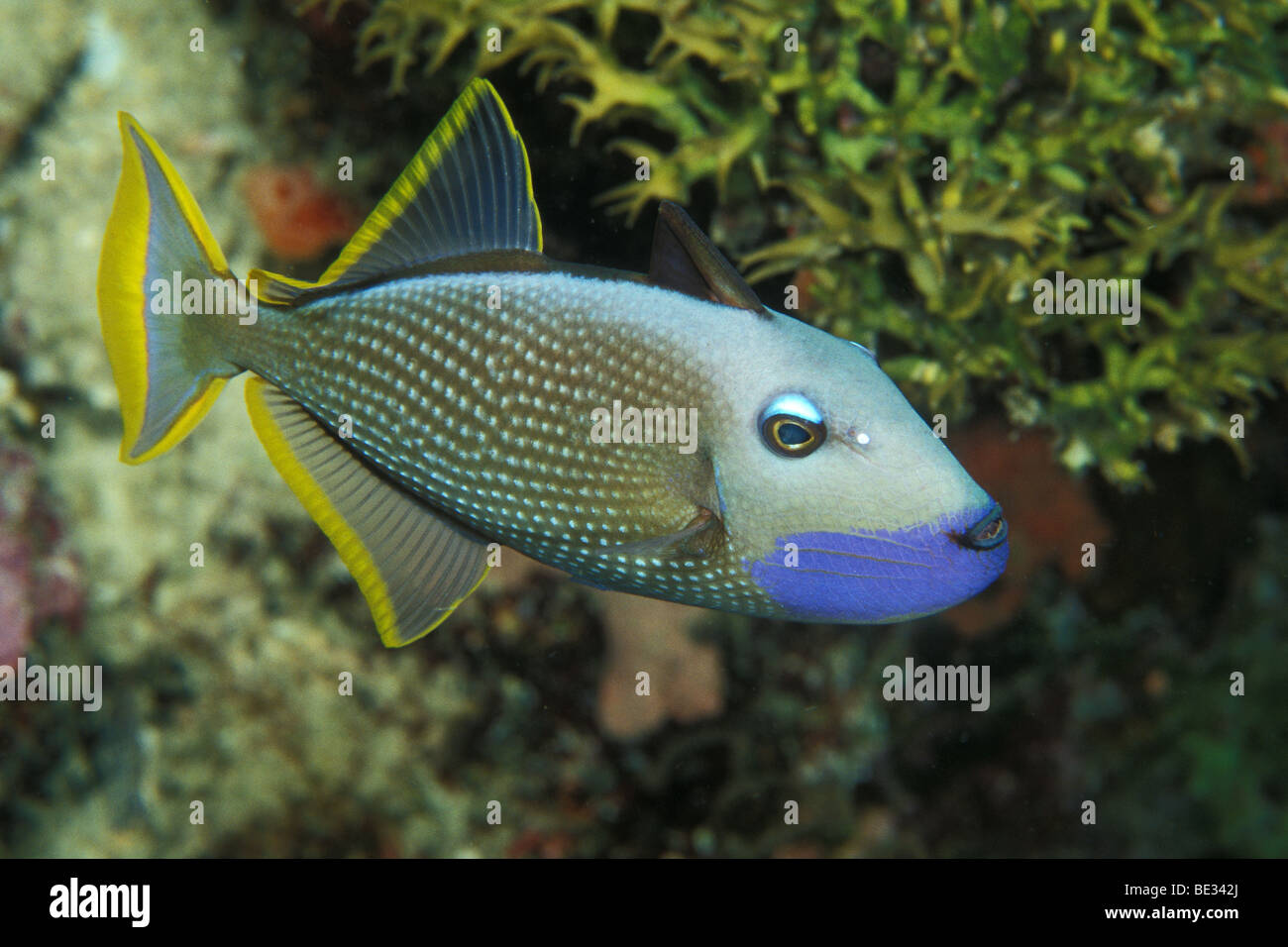 Gilded triggerfish hi-res stock photography and images - Alamy