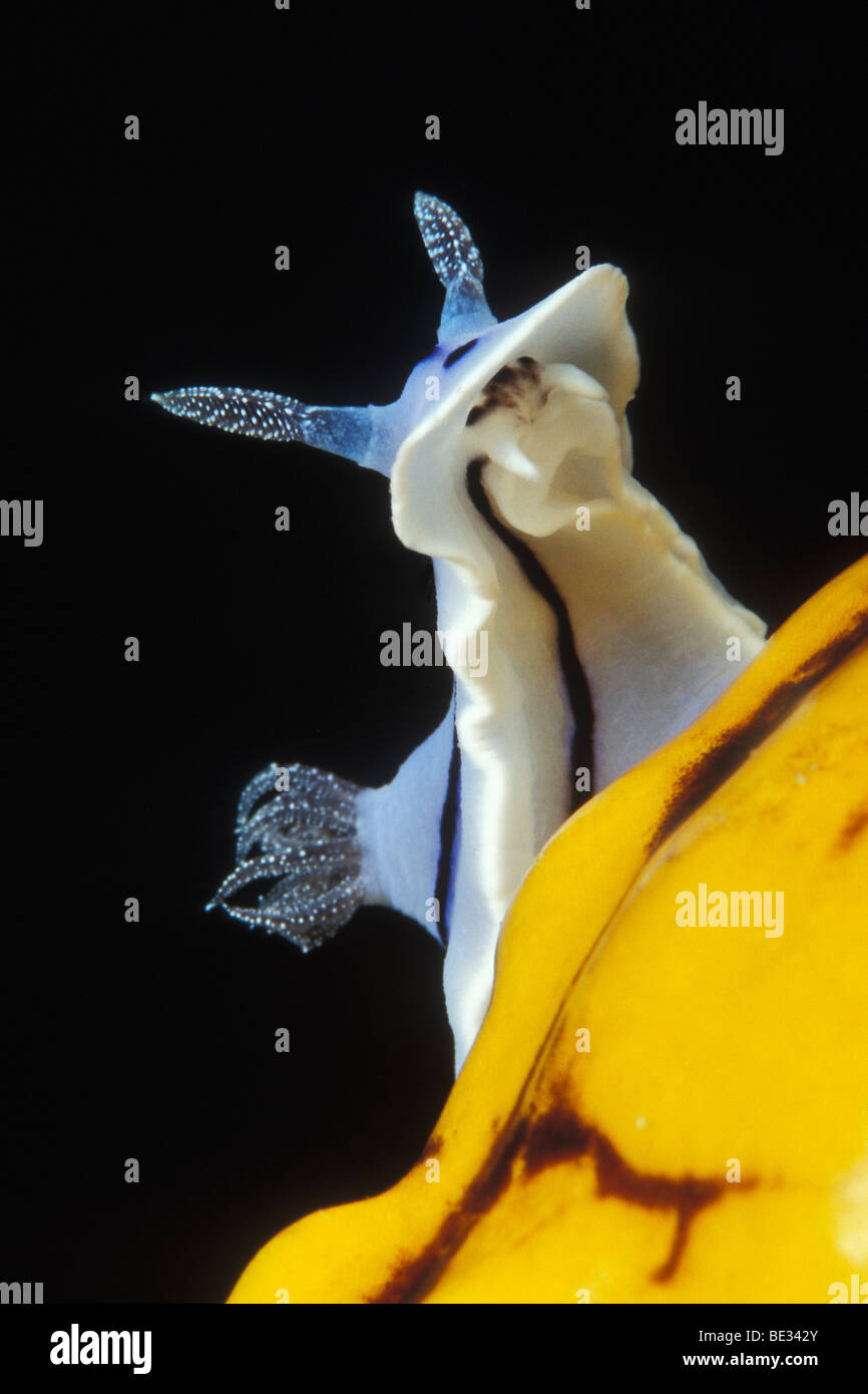Blue sea slug hi-res stock photography and images - Alamy
