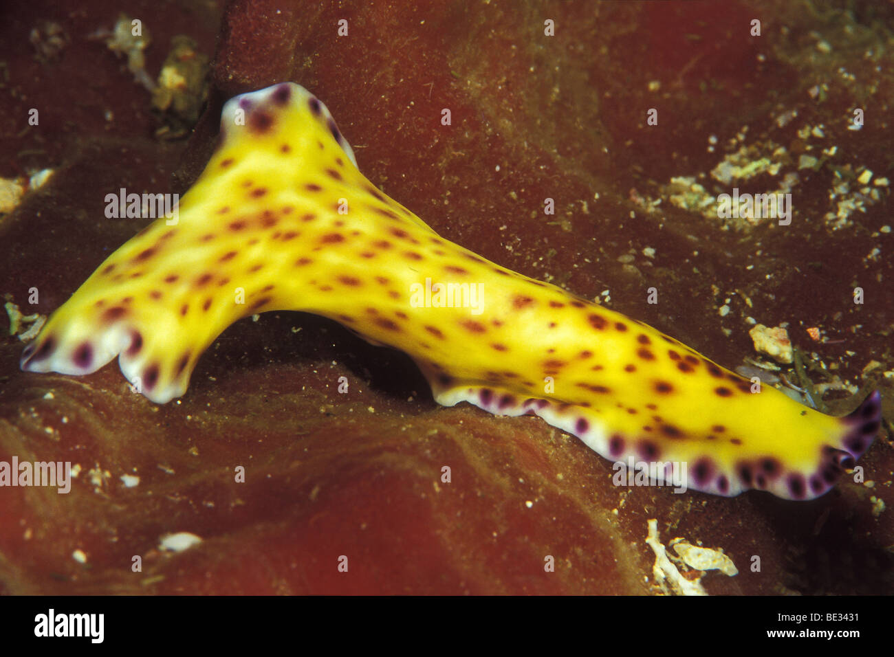 Yellow Flatworm, Pseudoceros laingensis, Bunaken, Sulawesi, Indonesia ...