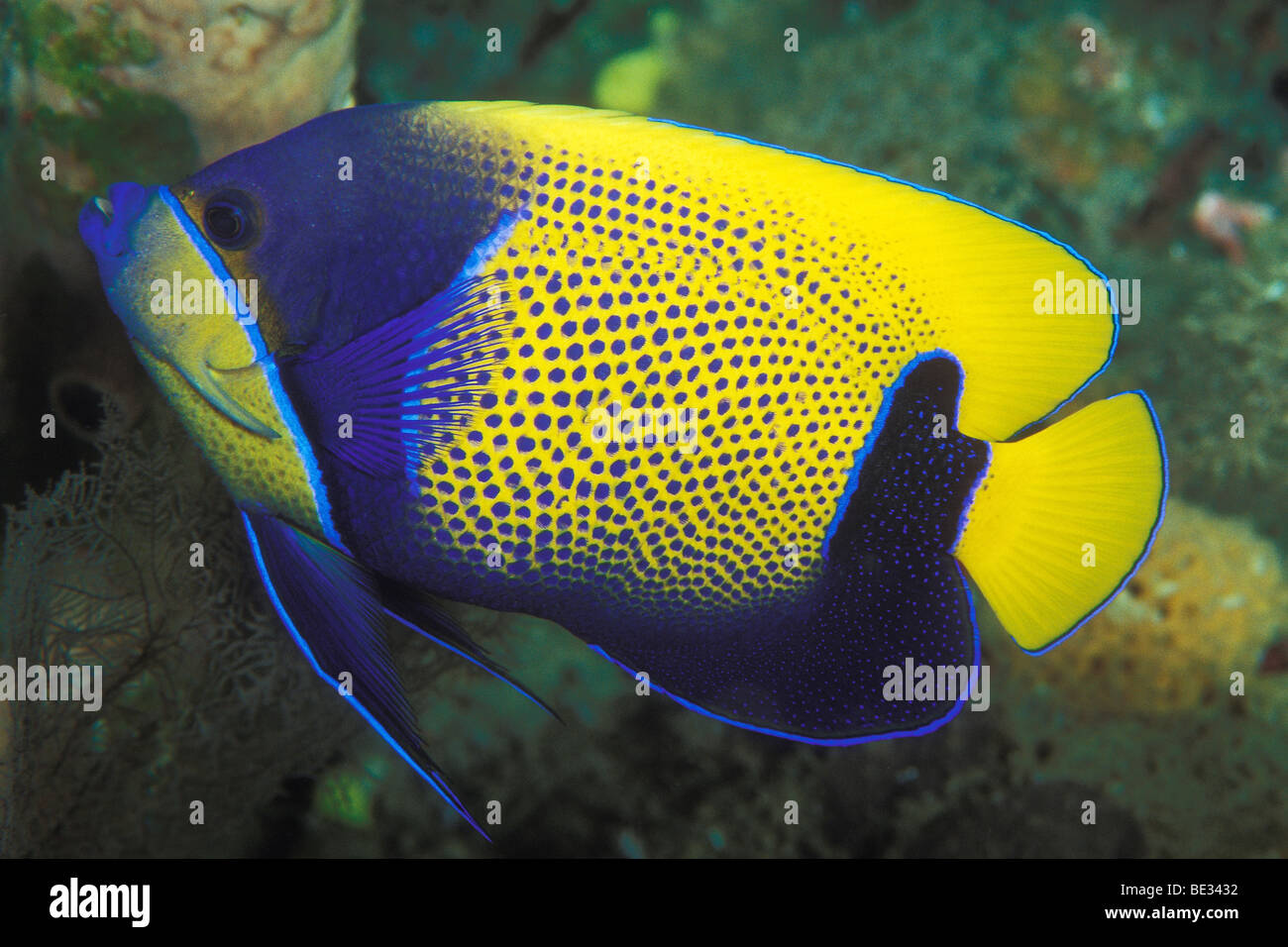 Blue girdled angelfish pomacanthus navarchus bunaken hi-res stock ...