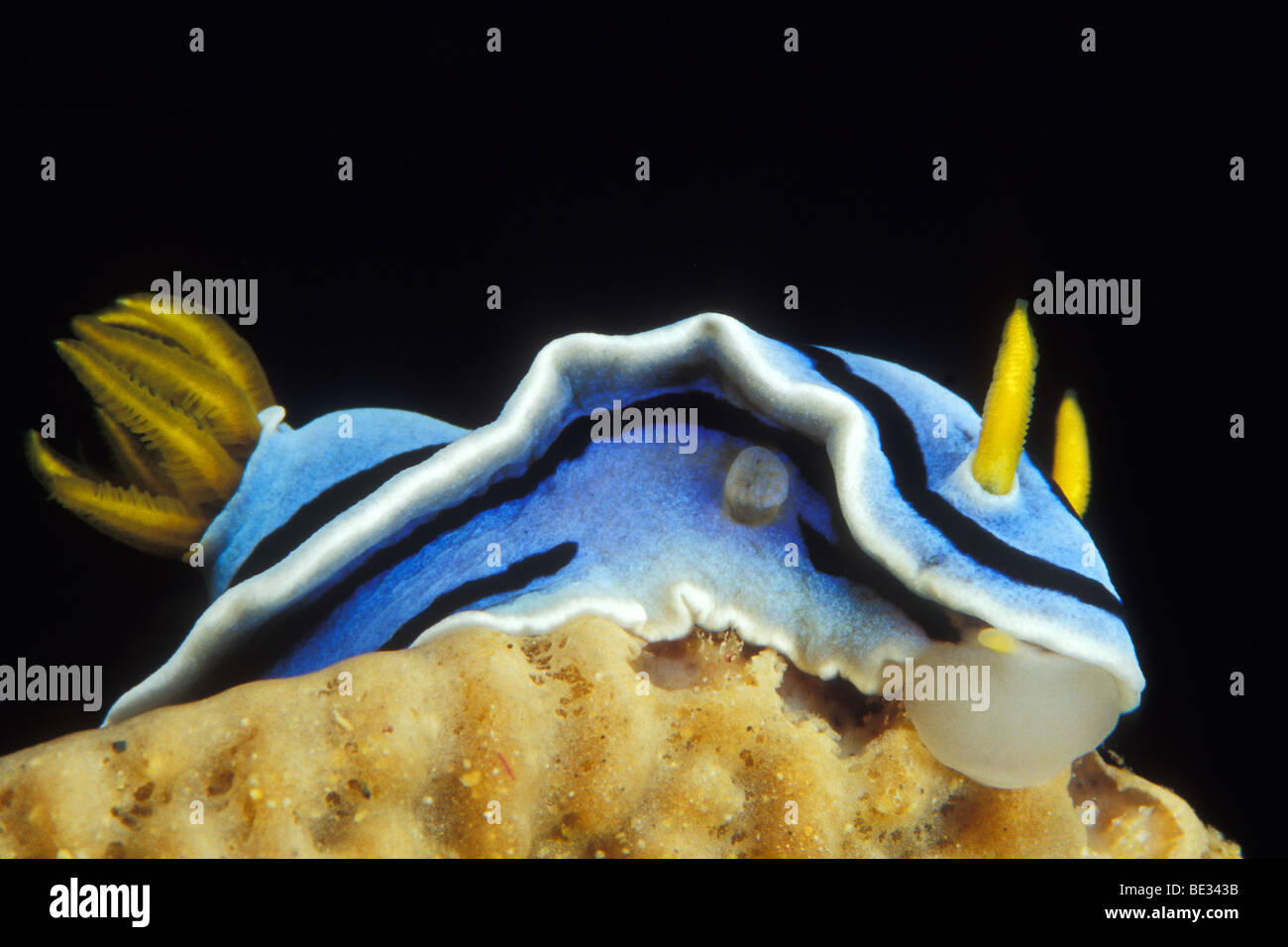 Blue Sea Slug, Chromodoris lochi, Bunaken, Sulawesi, Indonesia Stock ...