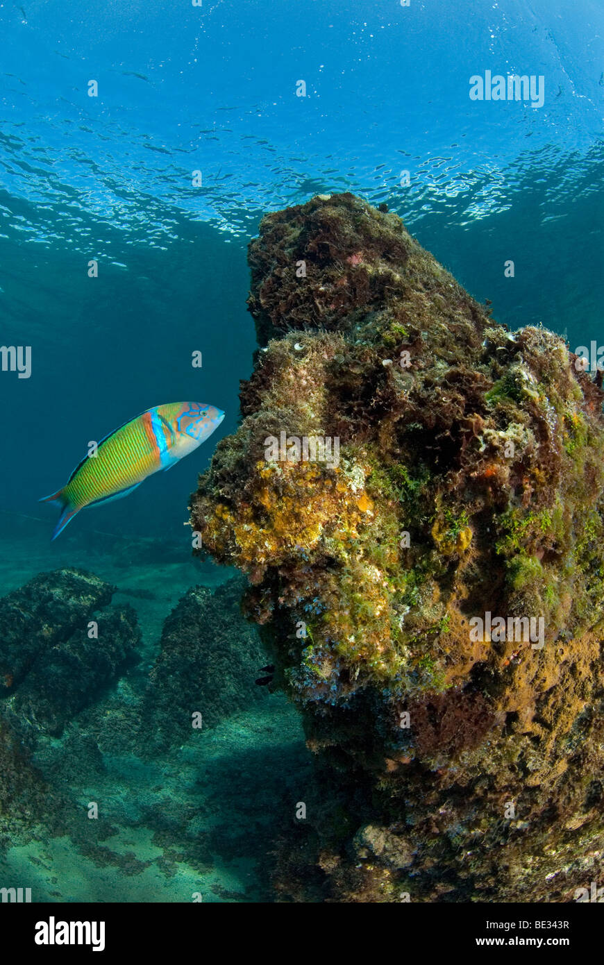 Peacock wrasse hi-res stock photography and images - Alamy
