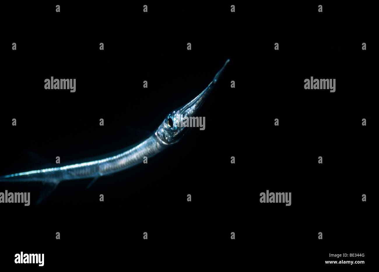 Garfish, Belone belone, La Palma, Canary Islands, Atlantic Ocean, Spain ...