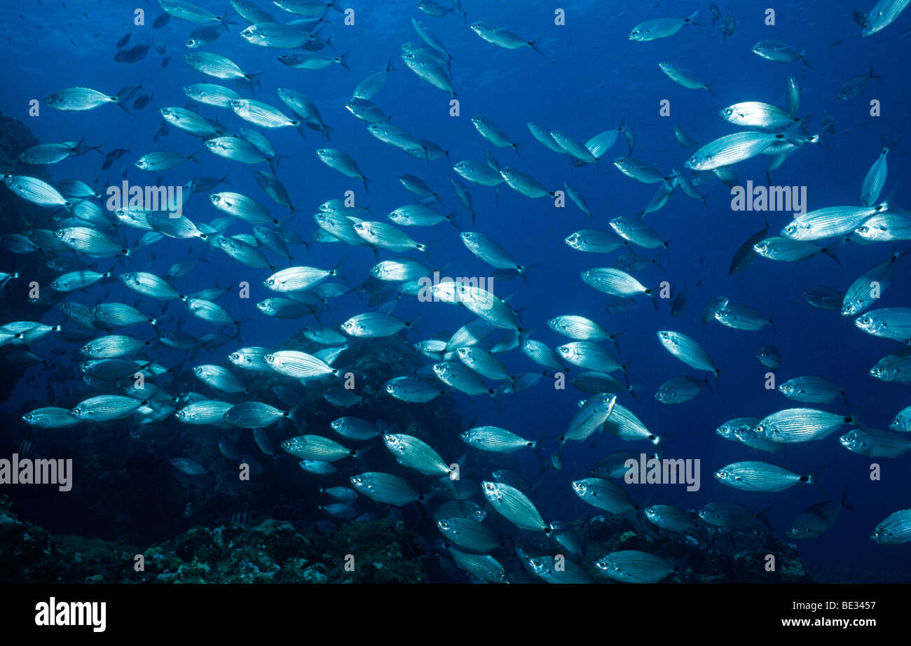 Schooling Saddle Bream, Oblada melanura, La Palma, Canary Islands ...